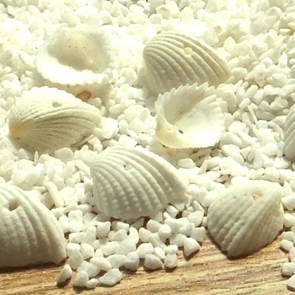 Real Seashells - Etsy