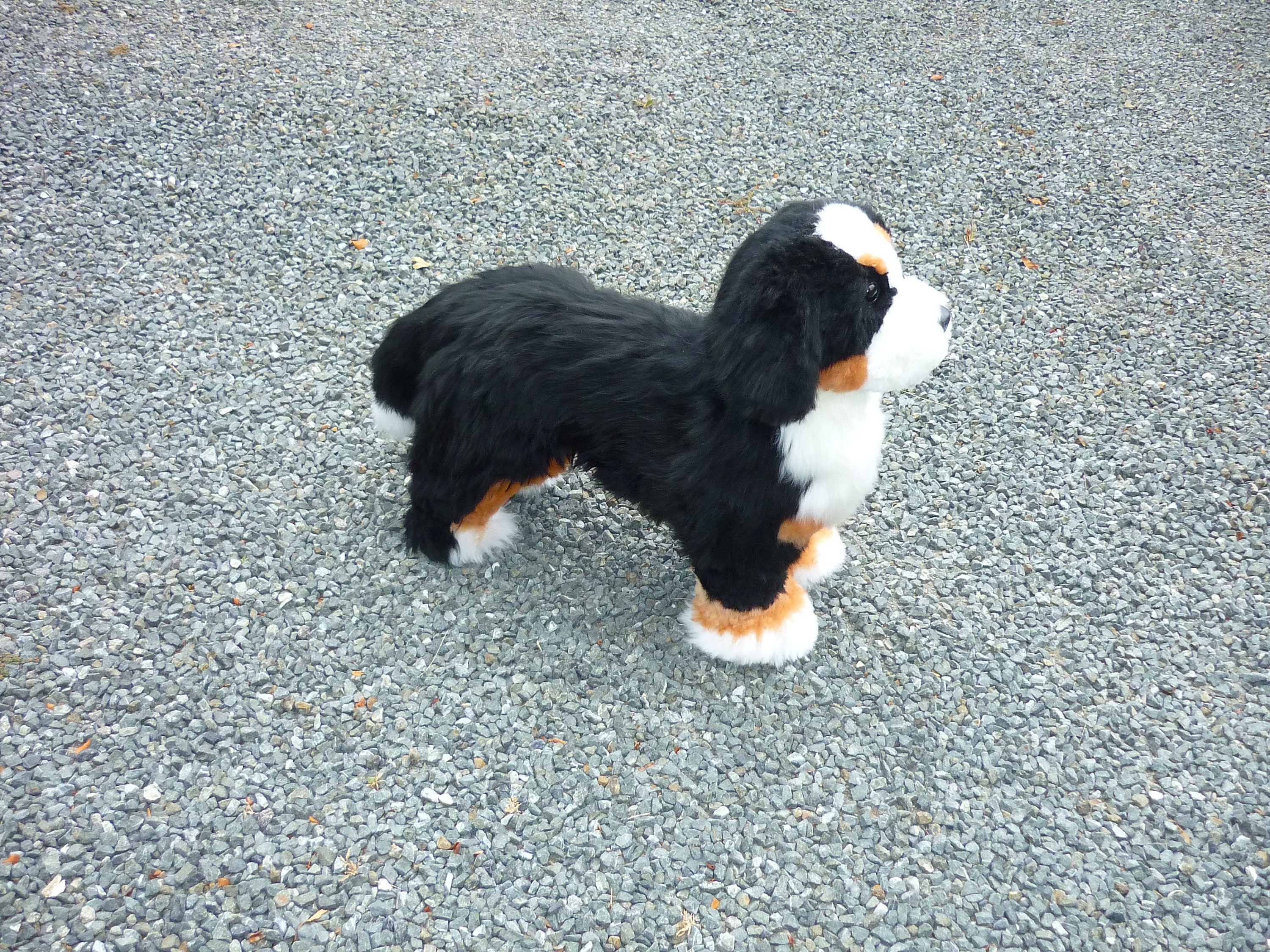 Bernese Samoyed Puppies