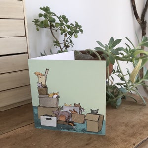 Cats in BOXES , Lots of Daft Cats Doing One of Their Favourite Things ...