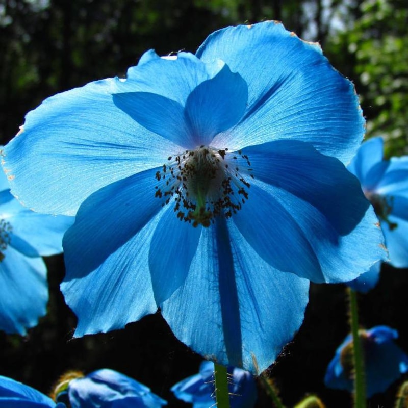 Himalayan Blue Poppy - Etsy