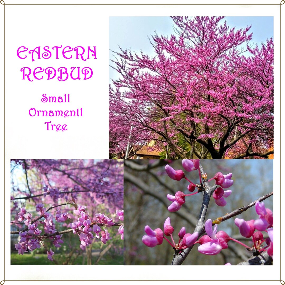 Fuchsia Eastern Redbud Tree Seeds: Ornamental Cercis Canadensis - Etsy
