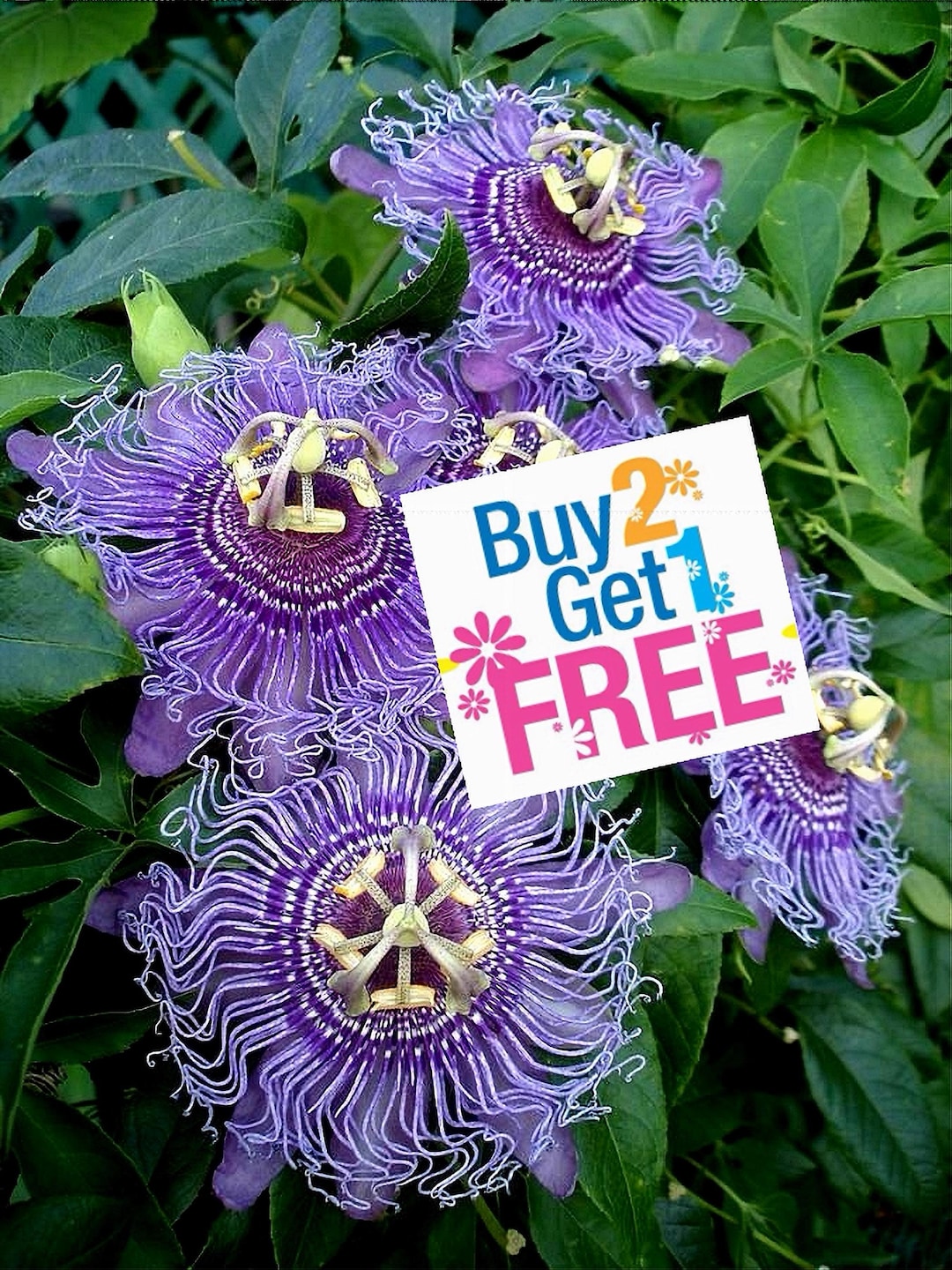 Vikkivines~ Maypop Passion Vine, 30 Seeds: Famous Purple Incarnata ...