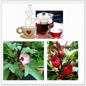Vikkvines~red Zinger Grow Your Own! Famous Tea RED ROSELLE HIBISCUS ...