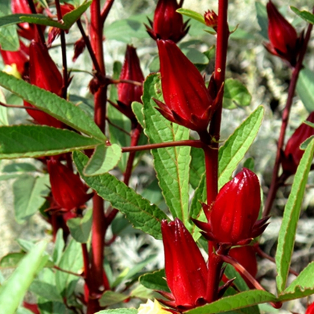 Vikkvinesred Zinger Grow Your Own Famous Tea RED ROSELLE HIBISCUS ...