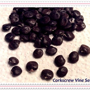 Vikkivines~ Authentic Corkscrew Vine Seeds: Rare Scented Spiral Blooms ...