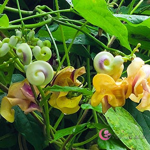 Vikkivines~ Authentic Corkscrew Vine Seeds: Rare Scented Spiral Blooms ...