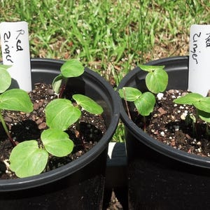 Vikkvines~red Zinger Grow Your Own! Famous Tea RED ROSELLE HIBISCUS ...