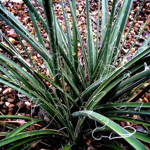 Vikkivines~red CORAL YUCCA~ Hummingbird Nectar! Native Texas Evergreen ...