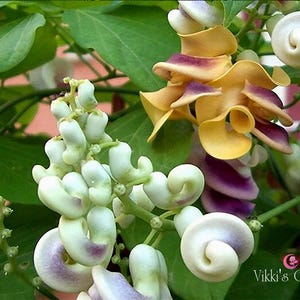 Vikkivines~ Authentic Corkscrew Vine Seeds: Rare Scented Spiral Blooms ...
