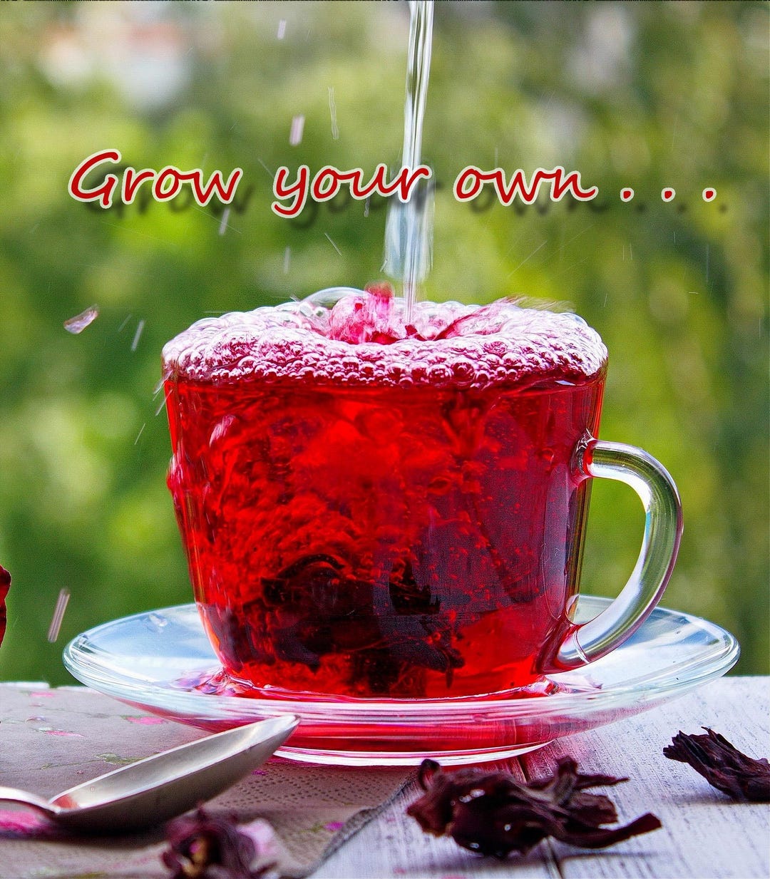 Vikkvines~red Zinger Grow Your Own! Famous Tea RED ROSELLE HIBISCUS ...