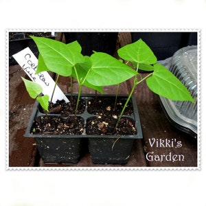 Vikkivines~ Authentic Corkscrew Vine Seeds: Rare Scented Spiral Blooms ...