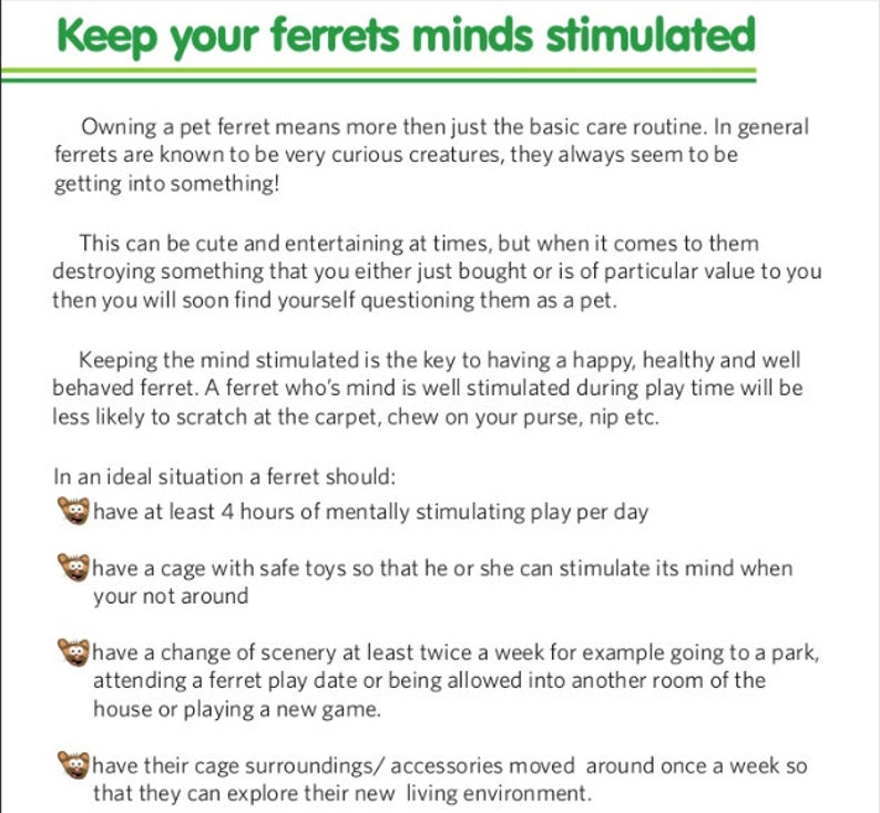 101 Ferret Games and Homemade Ferret Toys - Etsy
