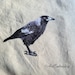 Australian Magpie - Machine Embroidery Realistic Bird Design in 2 Sizes ...