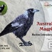 Australian Magpie Machine Embroidery Design: Realistic Bird (4x5" & 5x7 ...