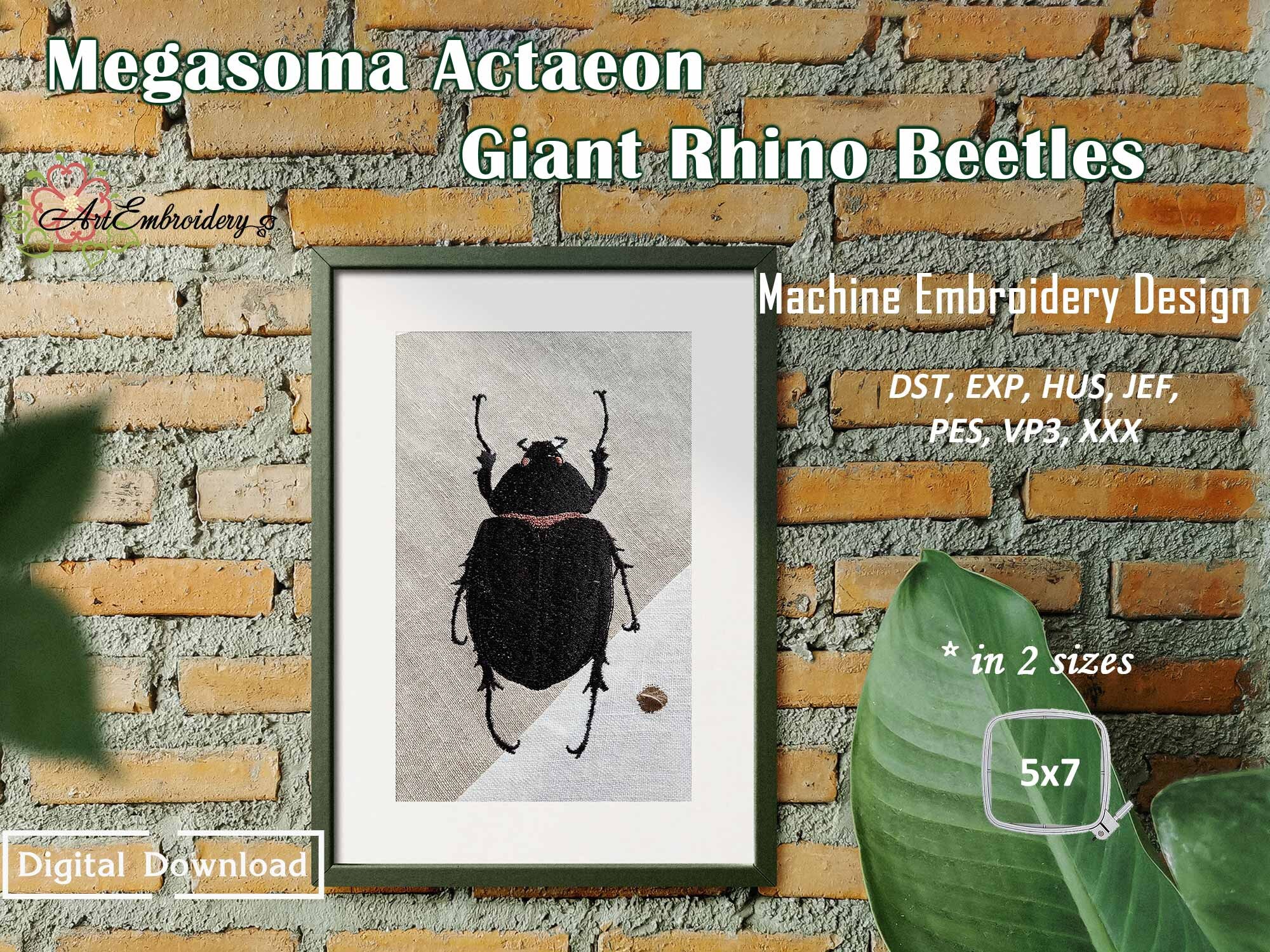 Megasoma Actaeon Giant Rhino Male and Female Beetles – Machine ...