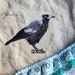 Australian Magpie - Machine Embroidery Realistic Bird Design in 2 Sizes ...