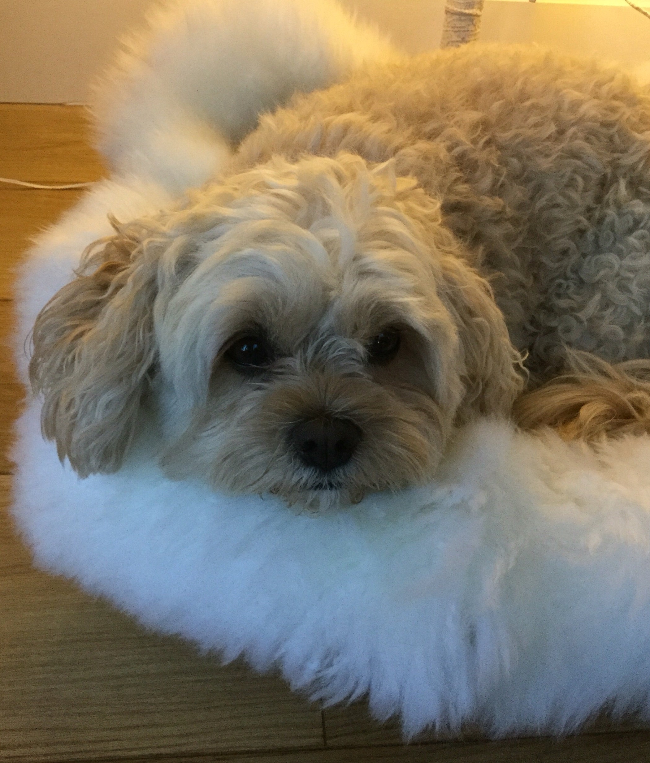 Luxury Sheepskin Pet Bed Liner, Rose Pink - Etsy