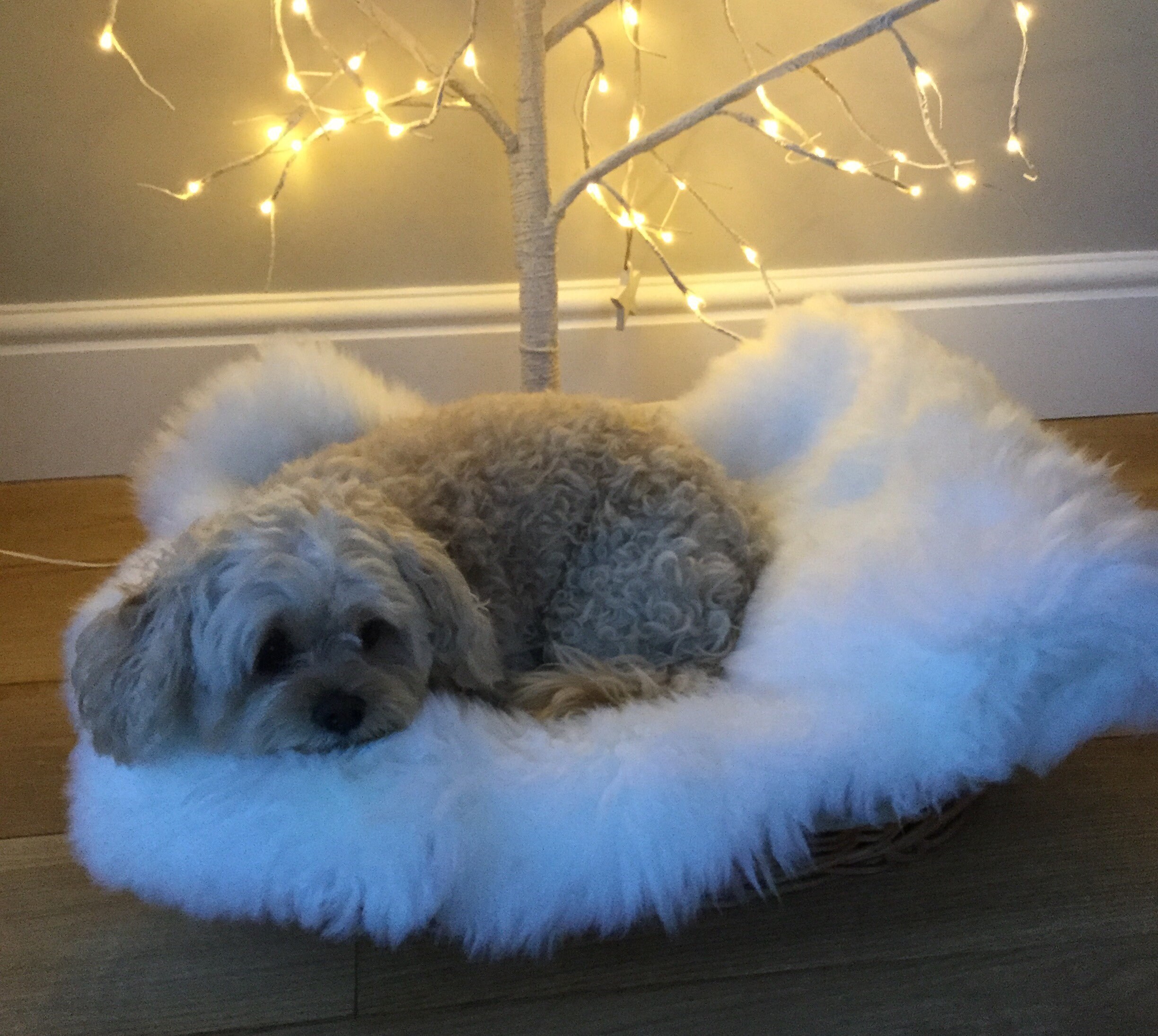 Luxury Sheepskin Pet Bed Liner, Rose Pink - Etsy