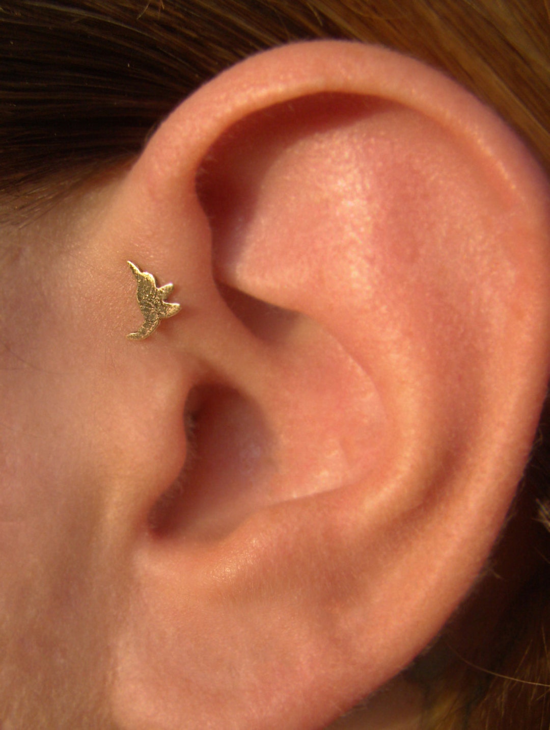 Gold Stud Earrings, Hummingbird Earrings, Tragus, Helix, Cartilage ...