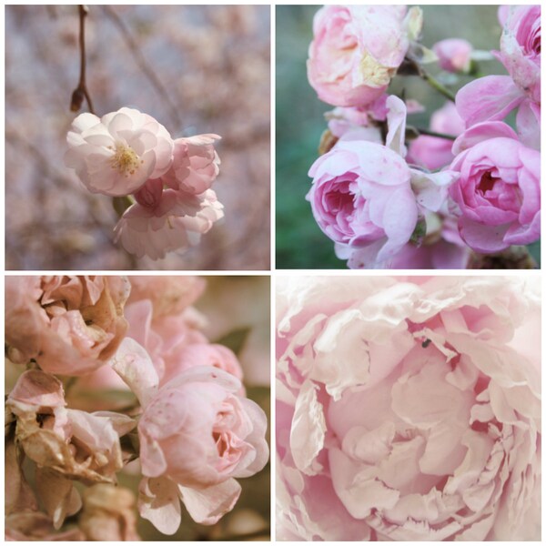 Flower Photography - Etsy