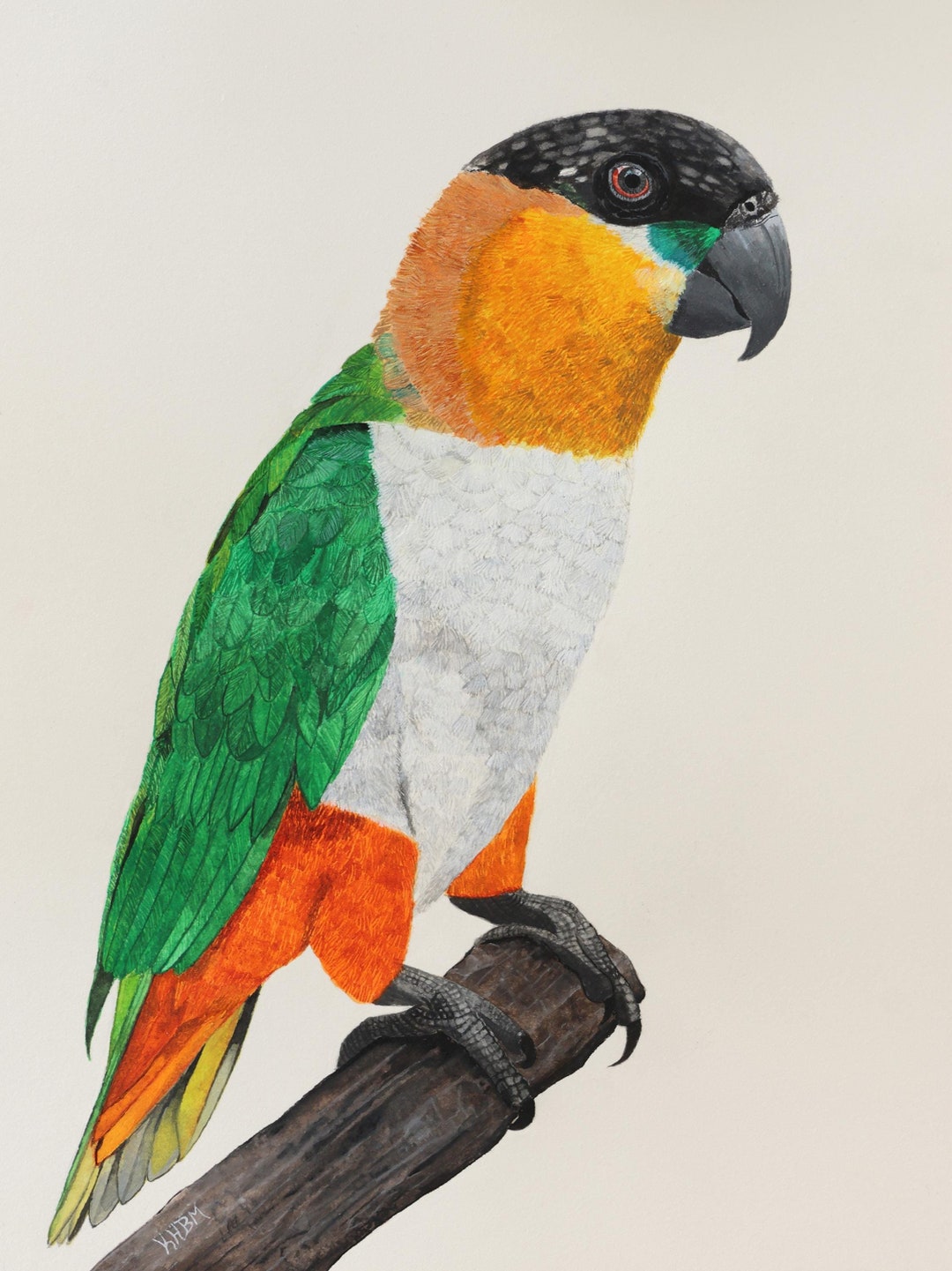 Black Headed Parrot Caique Bird Avian Watercolour Giclée Print Kate ...