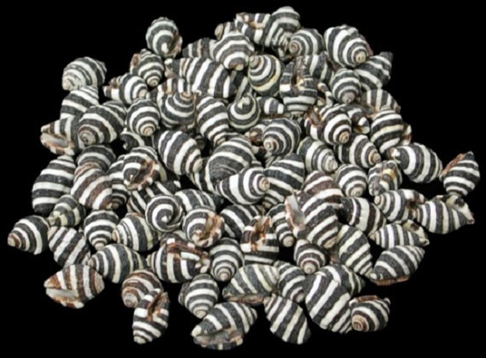 15 Bumble Bee Shell Beach Decor Seashells beehive Striped - Etsy