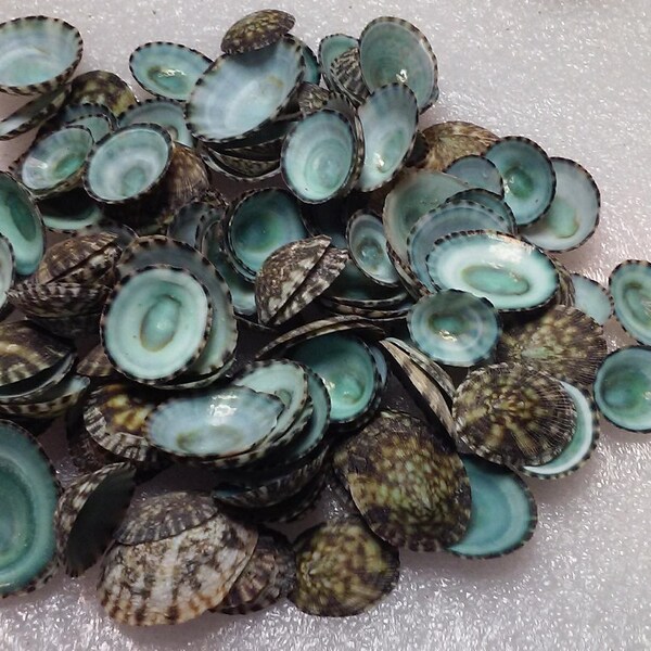 Green Limpet - Etsy