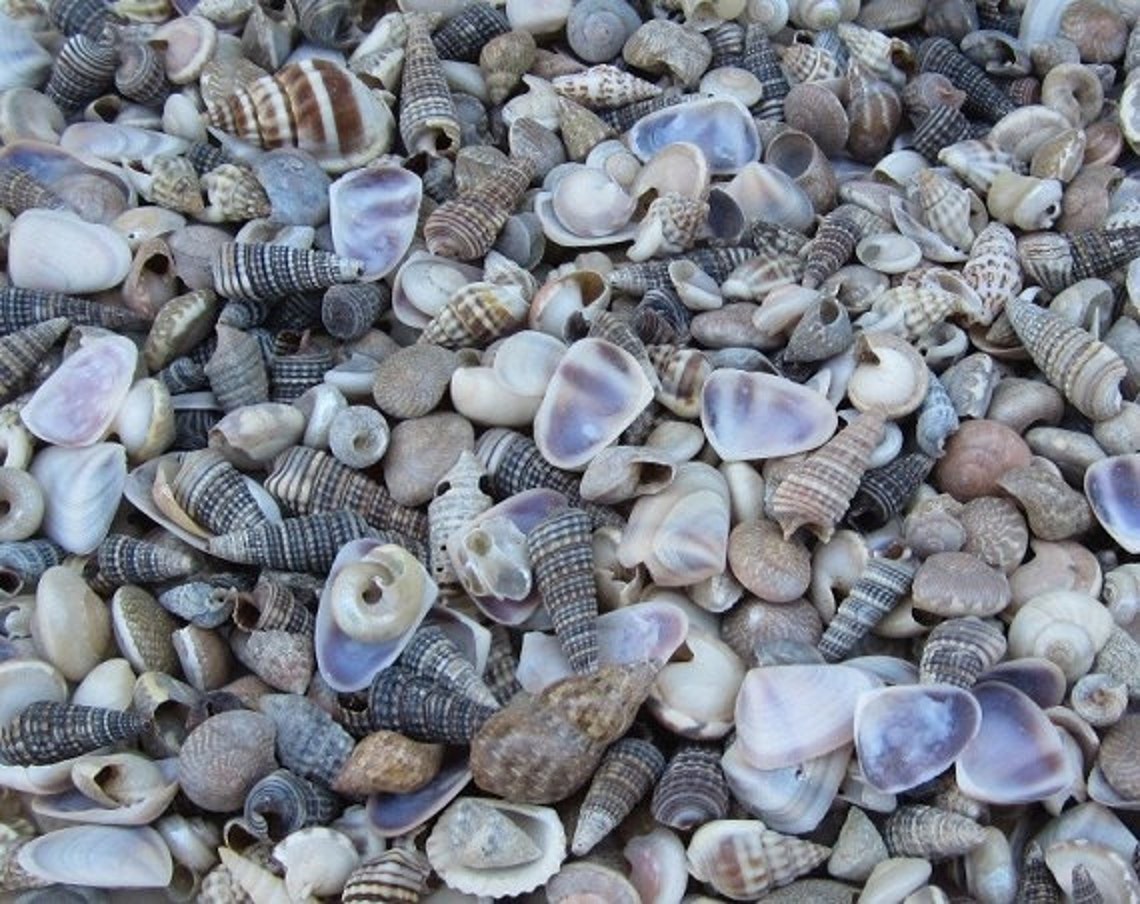 Tiny Seashell Mix-Beach Decor Seashells-Tiny Bulk - Etsy France