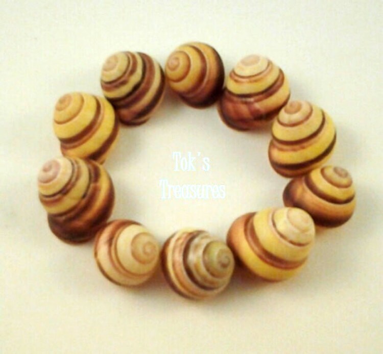 10 Yellow Snail Shell Beehive Snail Shells Yellow Shell | Etsy