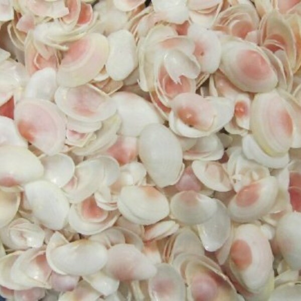 Pink Seashells - Etsy