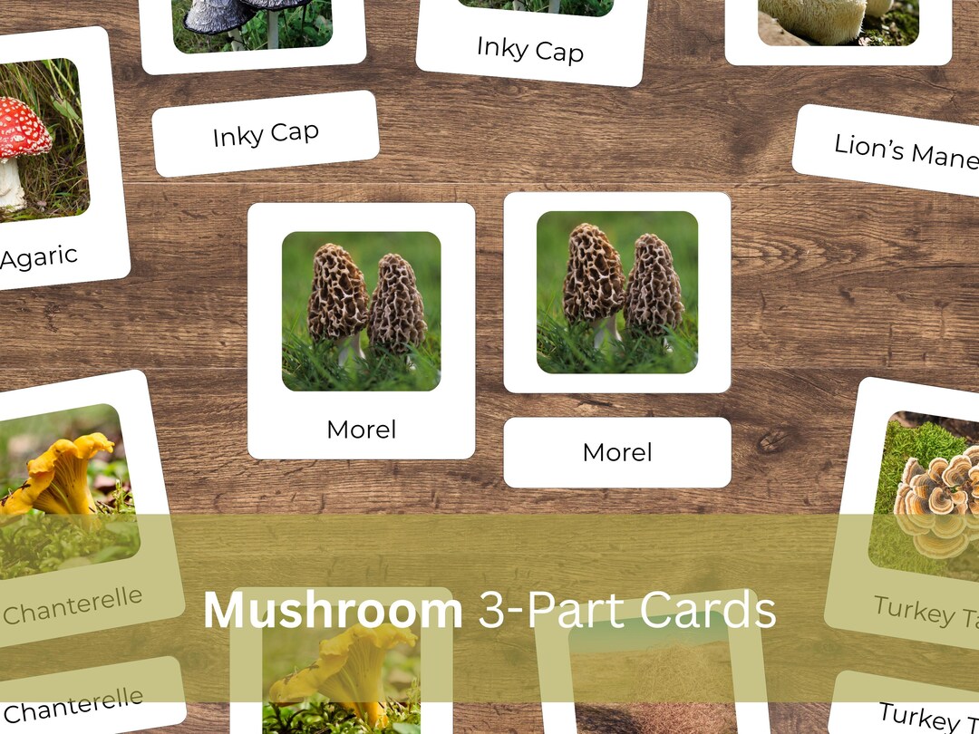 Mushroom 3-part Cards, Montessori Nomenclature Photo Cards, Learn to ...