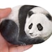 Rock Painted Giant Panda | Fine Detailed Hand Painted Stone | the Art ...