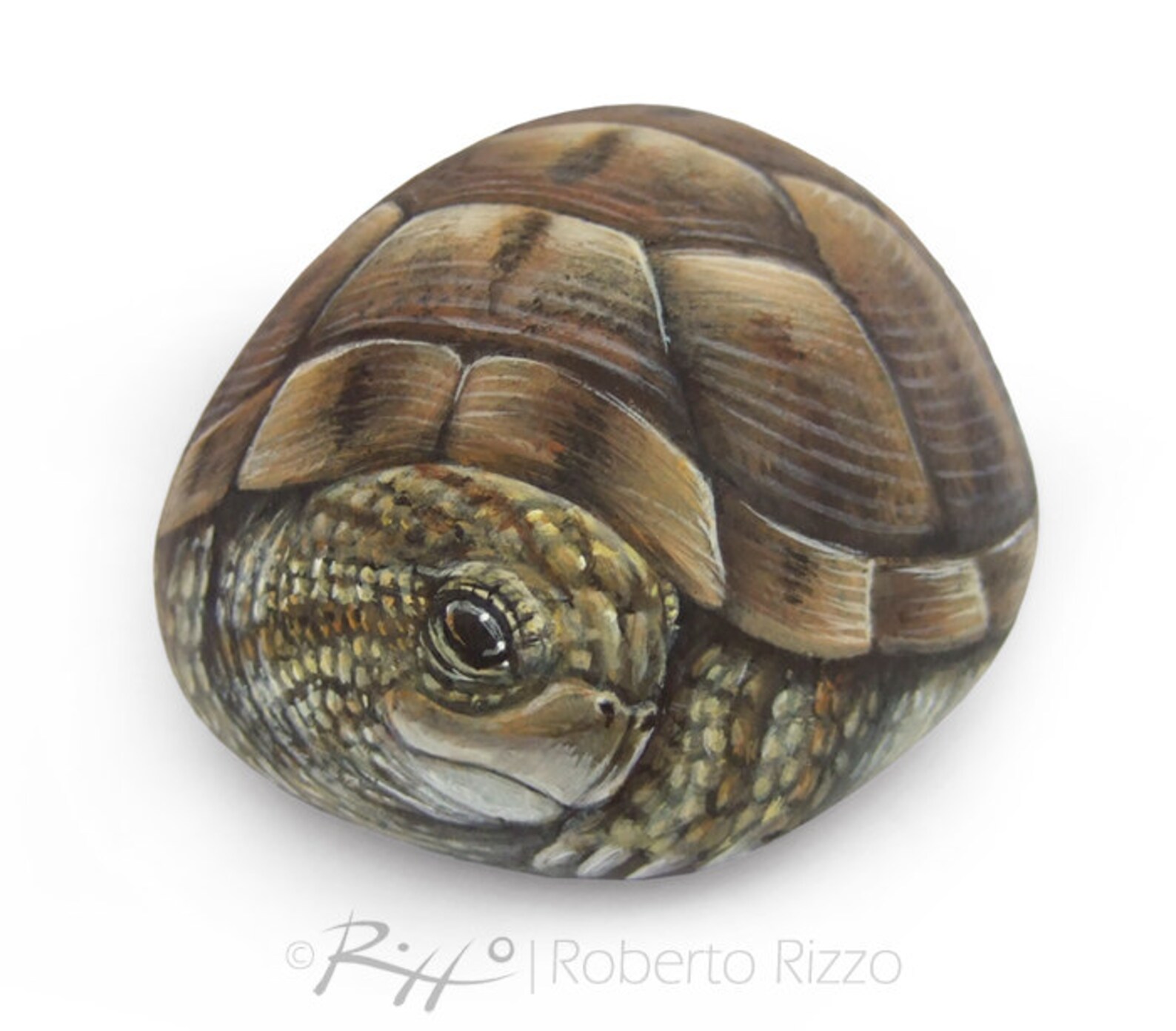 Unique Hand Painted Tortoise | A Wonderful Earth Turtle Painted With ...