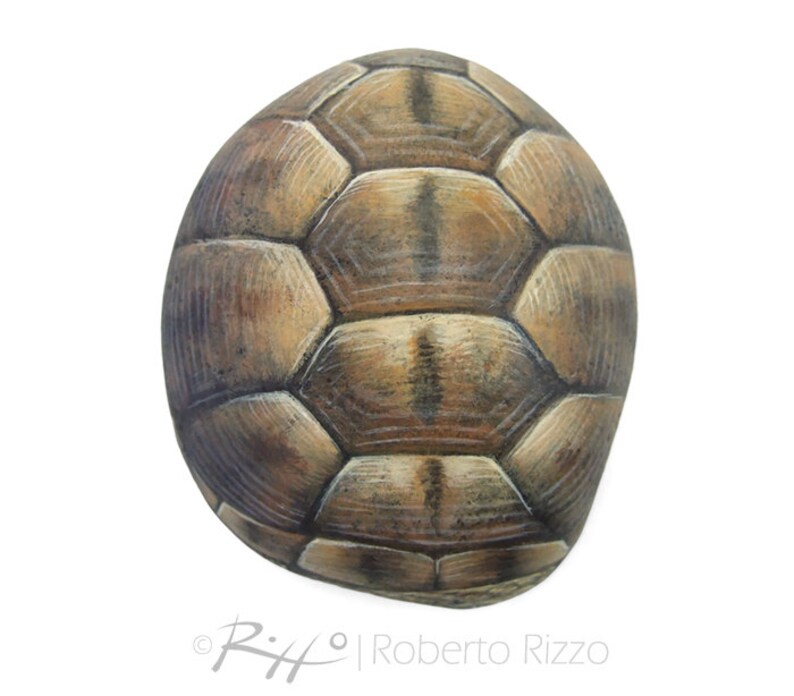 Unique Hand Painted Tortoise | A Wonderful Earth Turtle Painted With ...