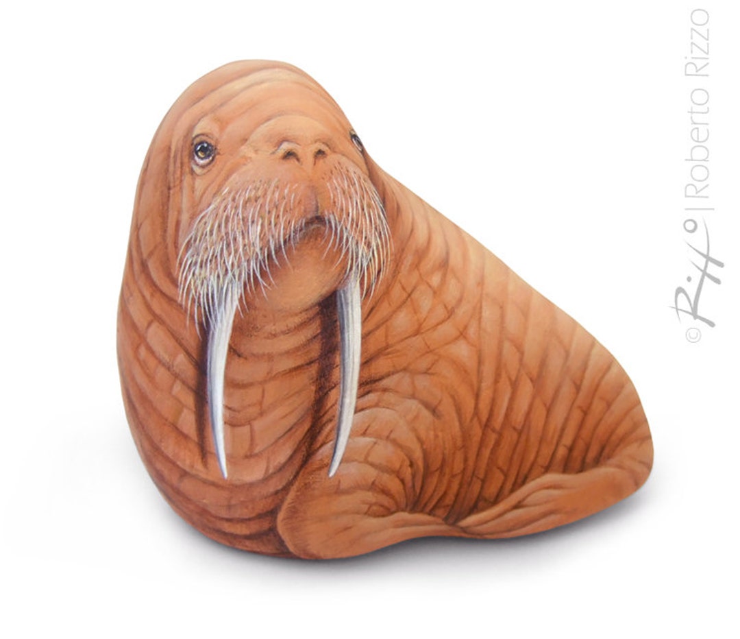 Wonderful Walrus Hand Painted on an Incredibly Shaped Natural Sea Rock ...