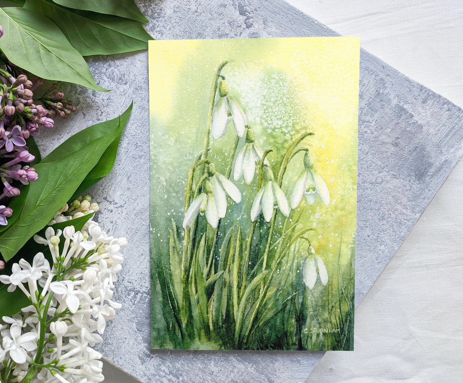 Greeting Card Snowdrop Greeting Card Blank Greeting Card - Etsy