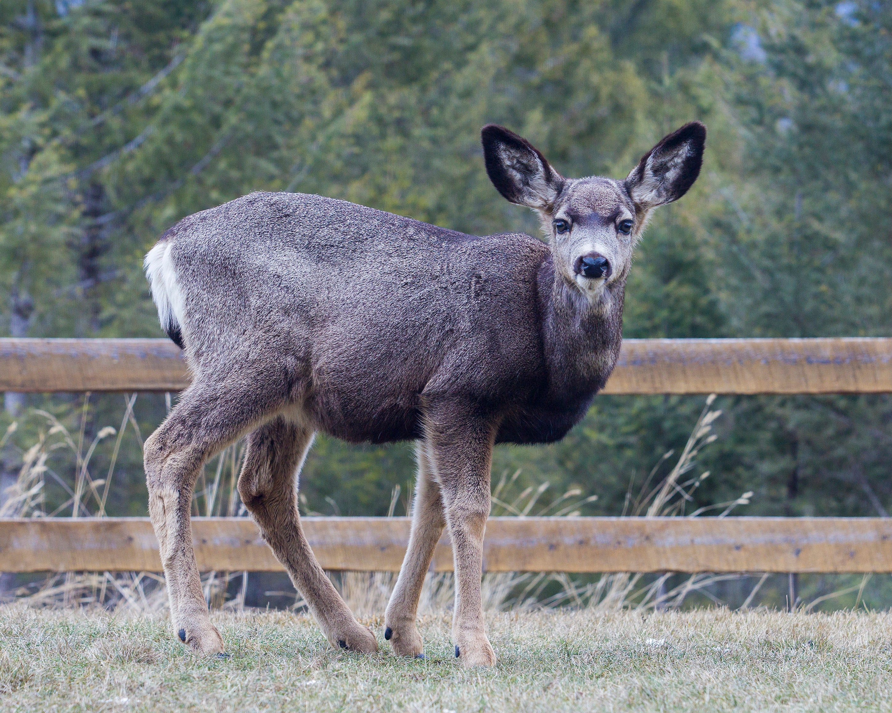 Young Deer Digital Download Printable: Deer, Wildlife, Buck, Doe, Bambi ...