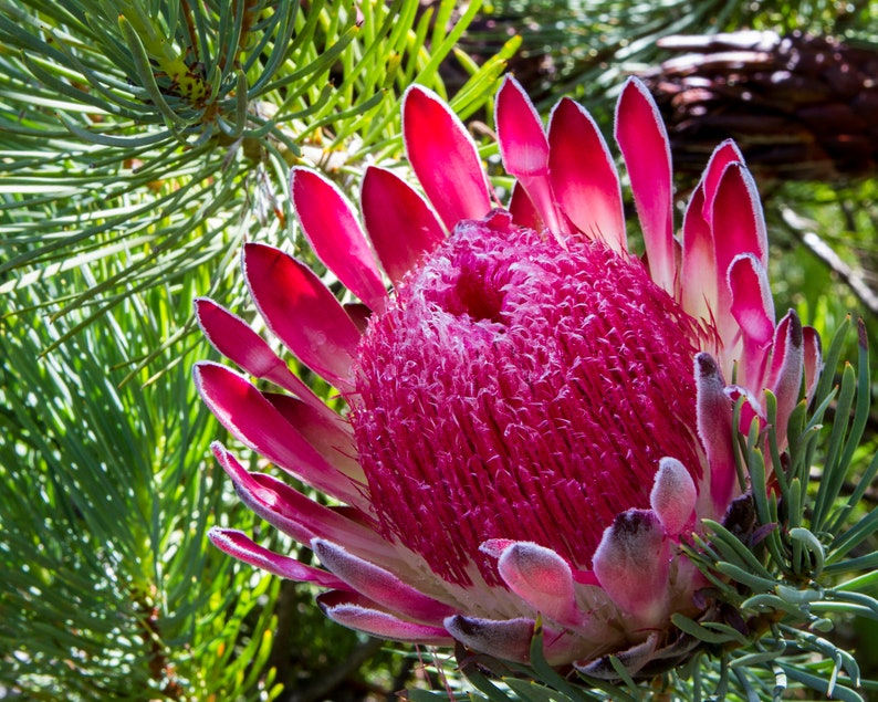 Pink King Protea Digital Download Printable: Pink Flower, Pink Protea ...