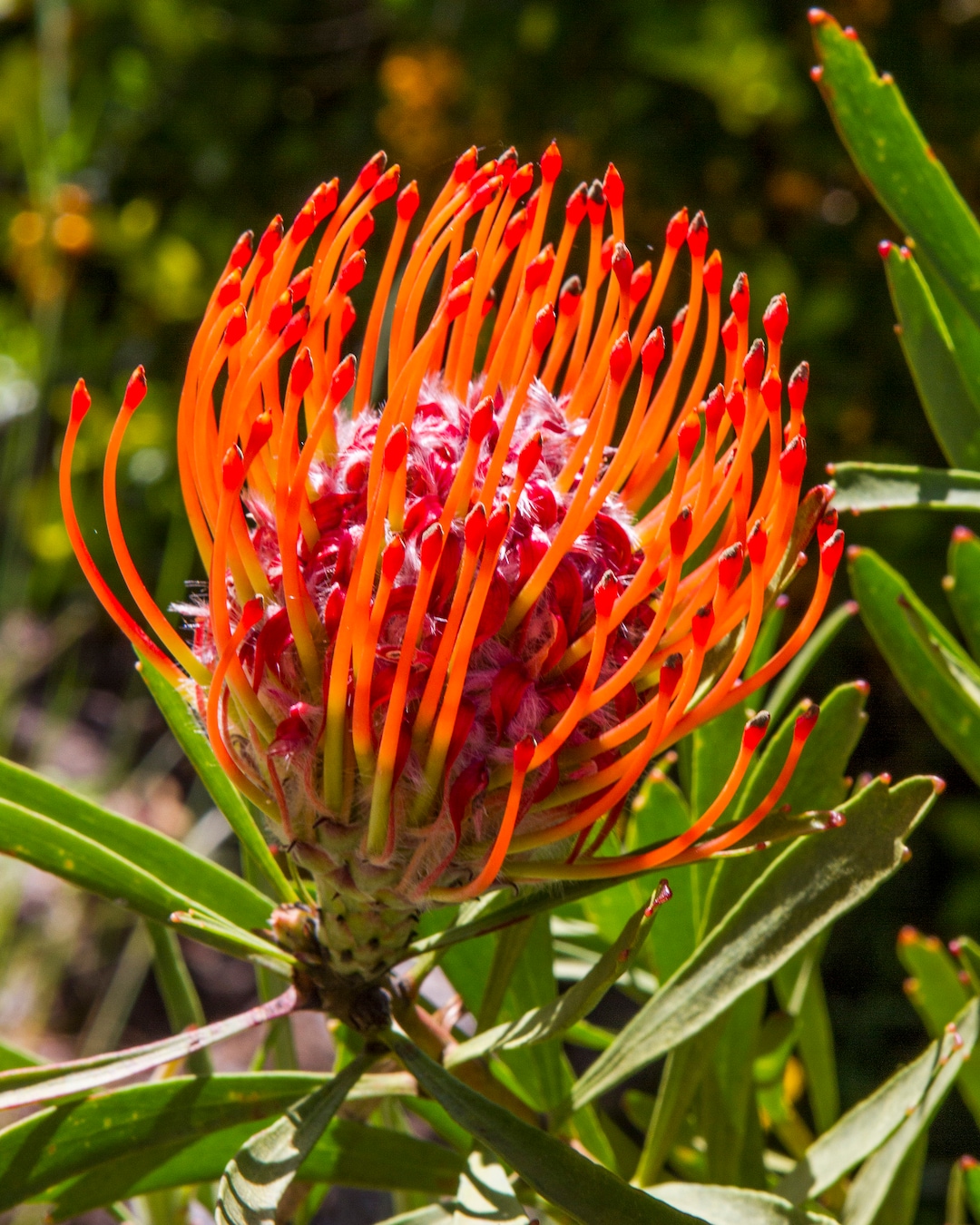 Orange Pincushion Protea Digital Download Printable: Protea Flower ...