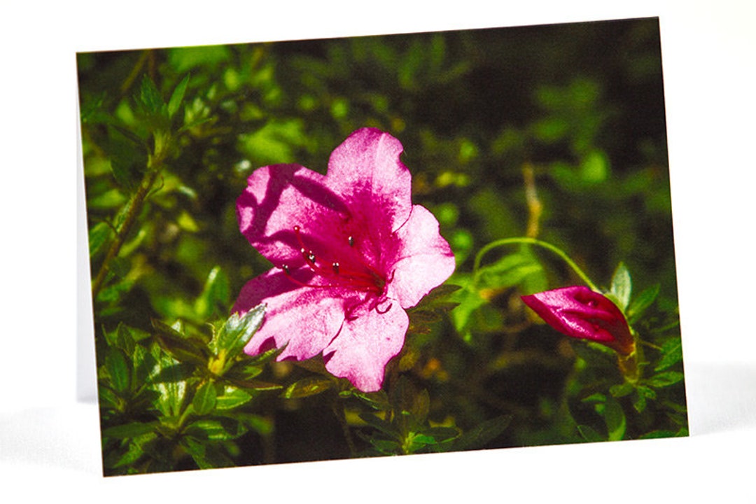 Pink Azalea Photo Greeting Card, Happy Birthday, Anniversary, Thank You ...