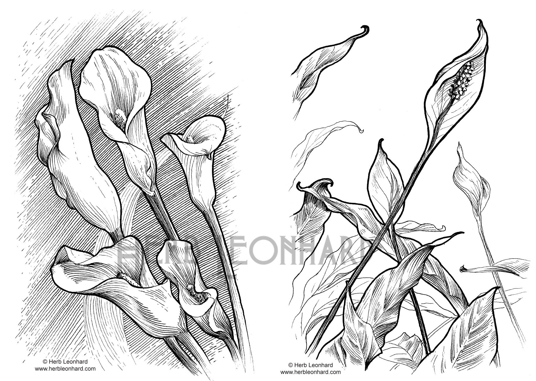 Calla Lily Coloring Pages