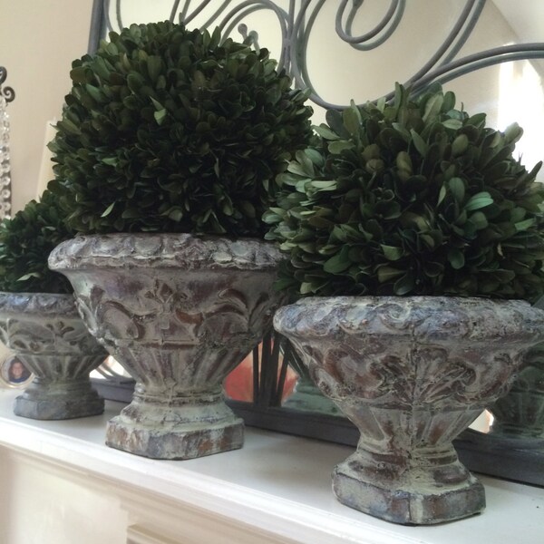 Preserved Boxwood - Etsy