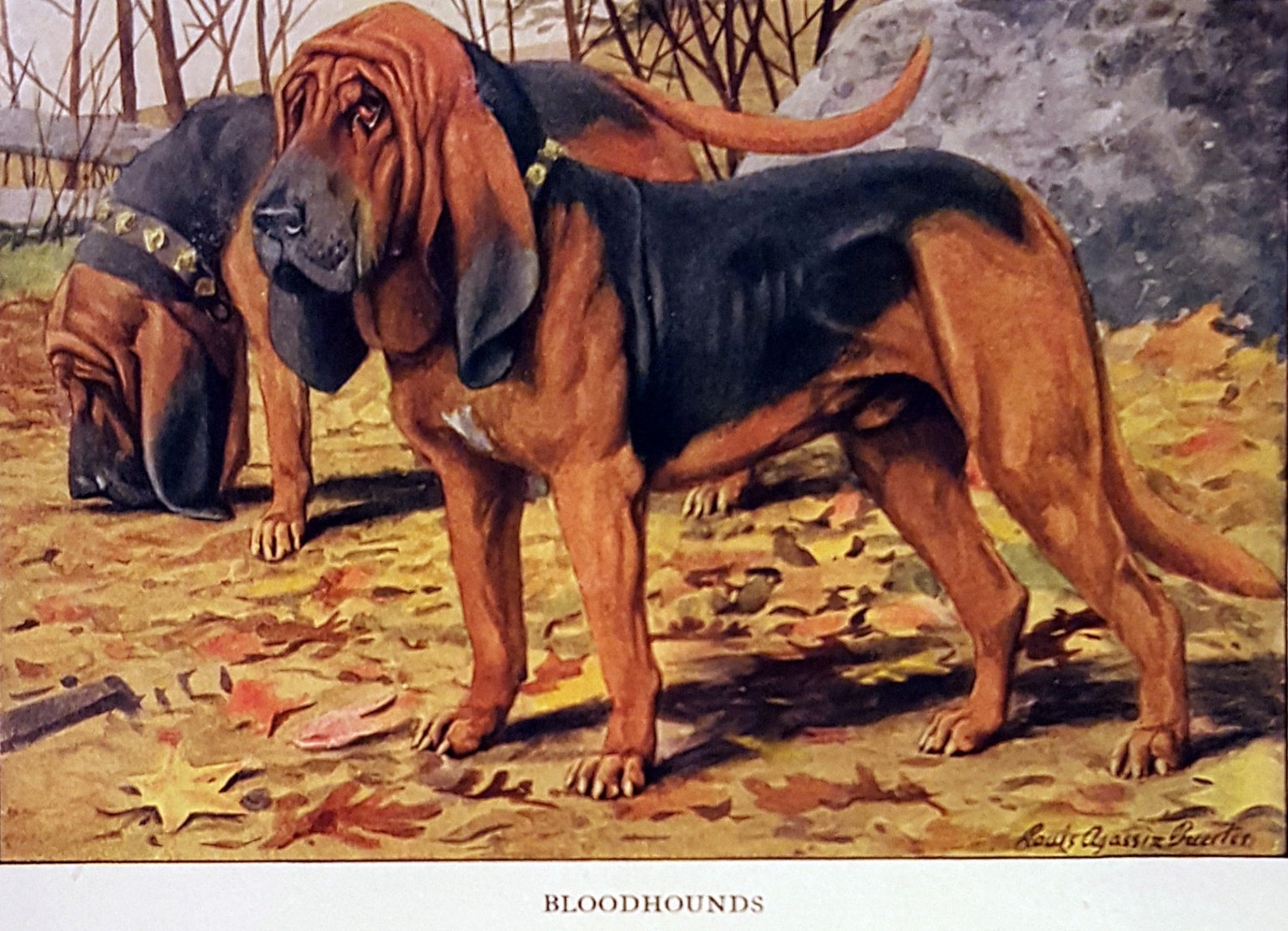Bloodhounds & Beagle Basset by Louis Agassiz Fuertes 1919 | Etsy