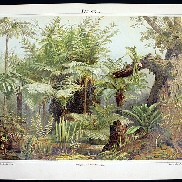 Animal Lithograph - Etsy