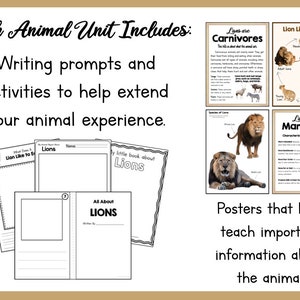 All About Lions- Animal Science Unit - Etsy