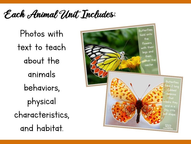 All About Butterflies- Animal Science Unit - Etsy