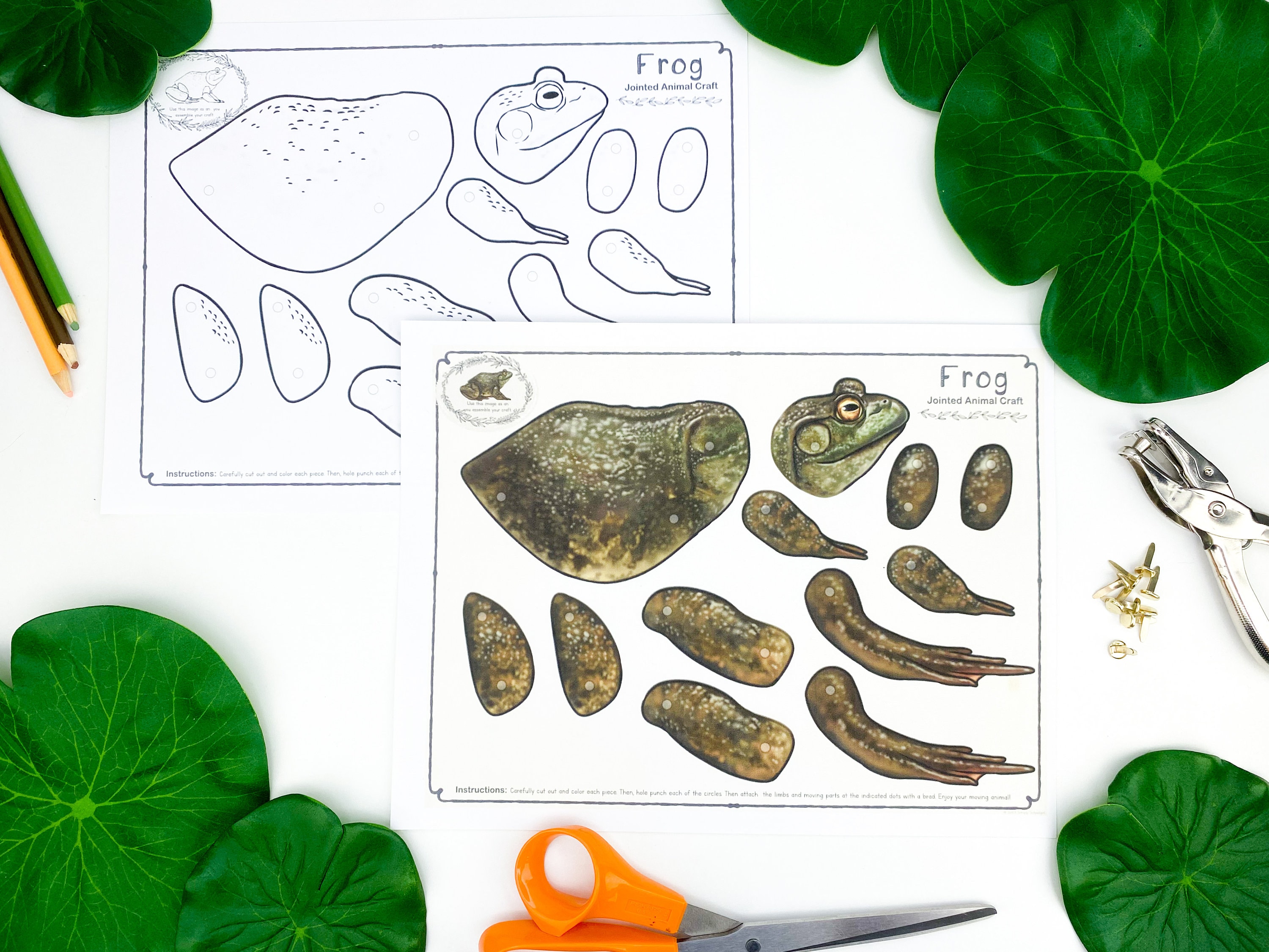 Frog Jointed Animal Craft Kit | Articulated Paper Frog | Printable ...