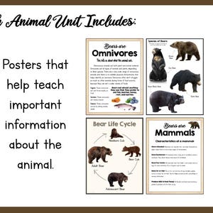 All About Bears- Animal Science Unit - Etsy