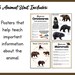 All About Bears- Animal Science Unit - Etsy