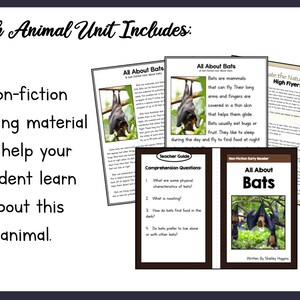 All About Bats Animal Science Unit - Etsy